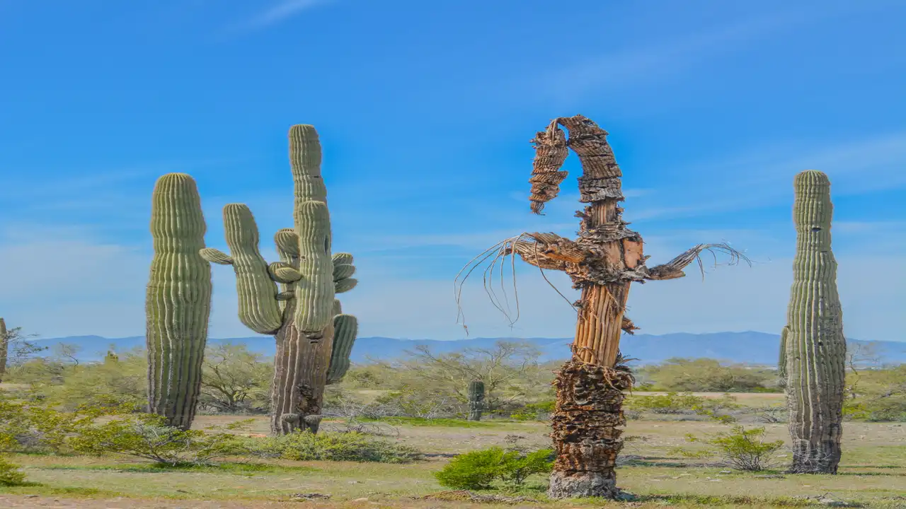 Understanding Saguaro Cactus Laws for Arizona Homeowners - Alter ...